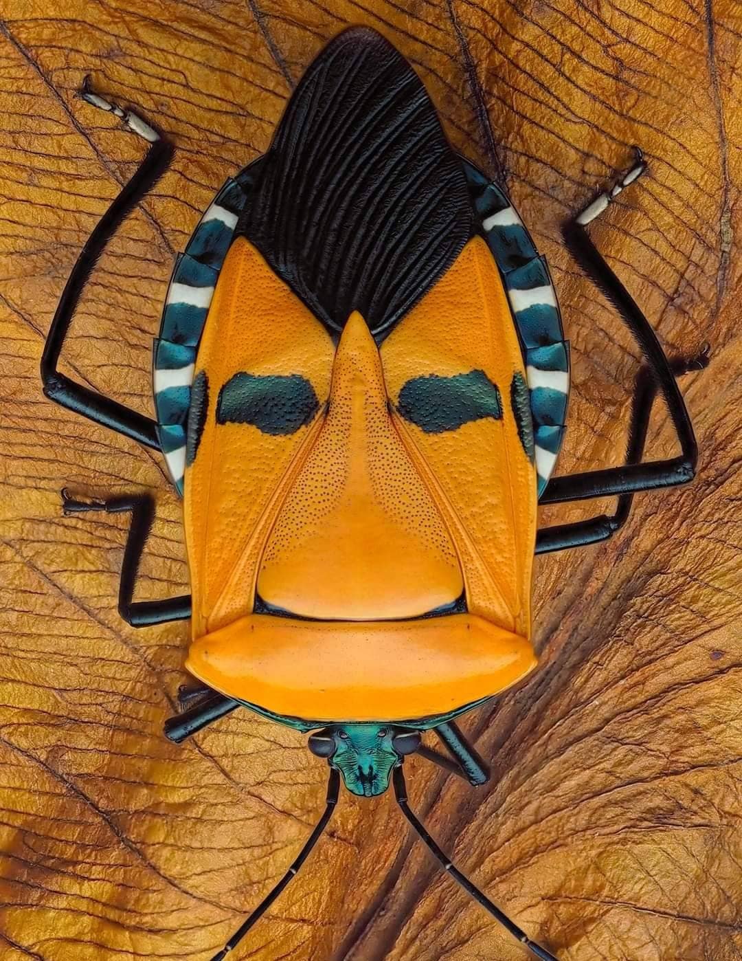 Real Beetle Key Chain human Face Bug | Etsy