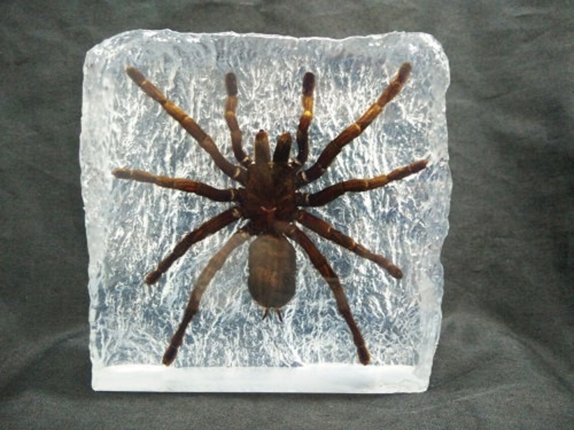Real Giant Spider in Resin - Etsy