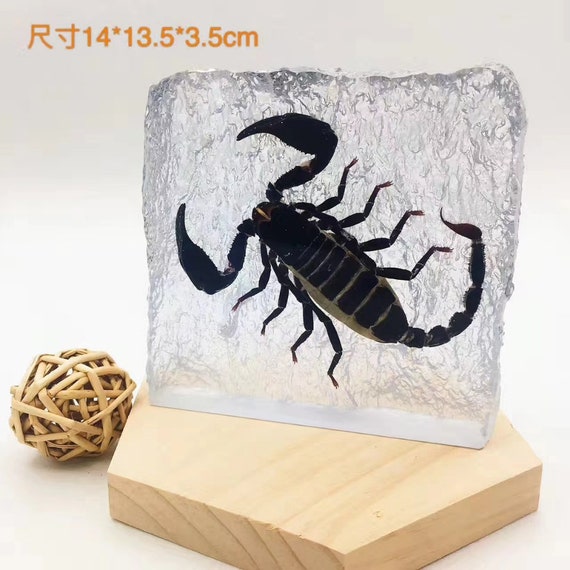 Real Scorpion in Resin Paperweight | Etsy