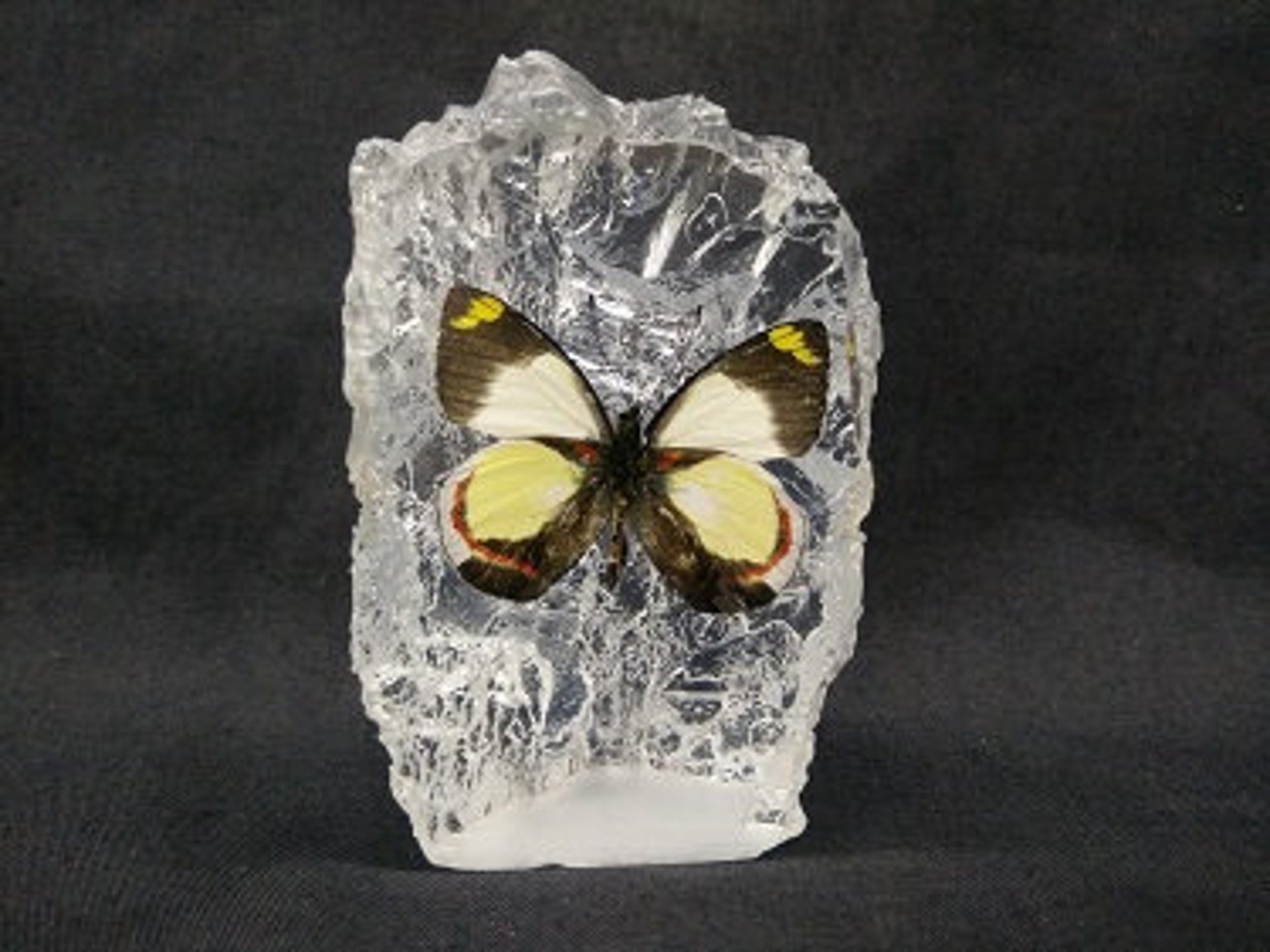 Real Butterfly in Resin Paperweight Delias - Etsy UK