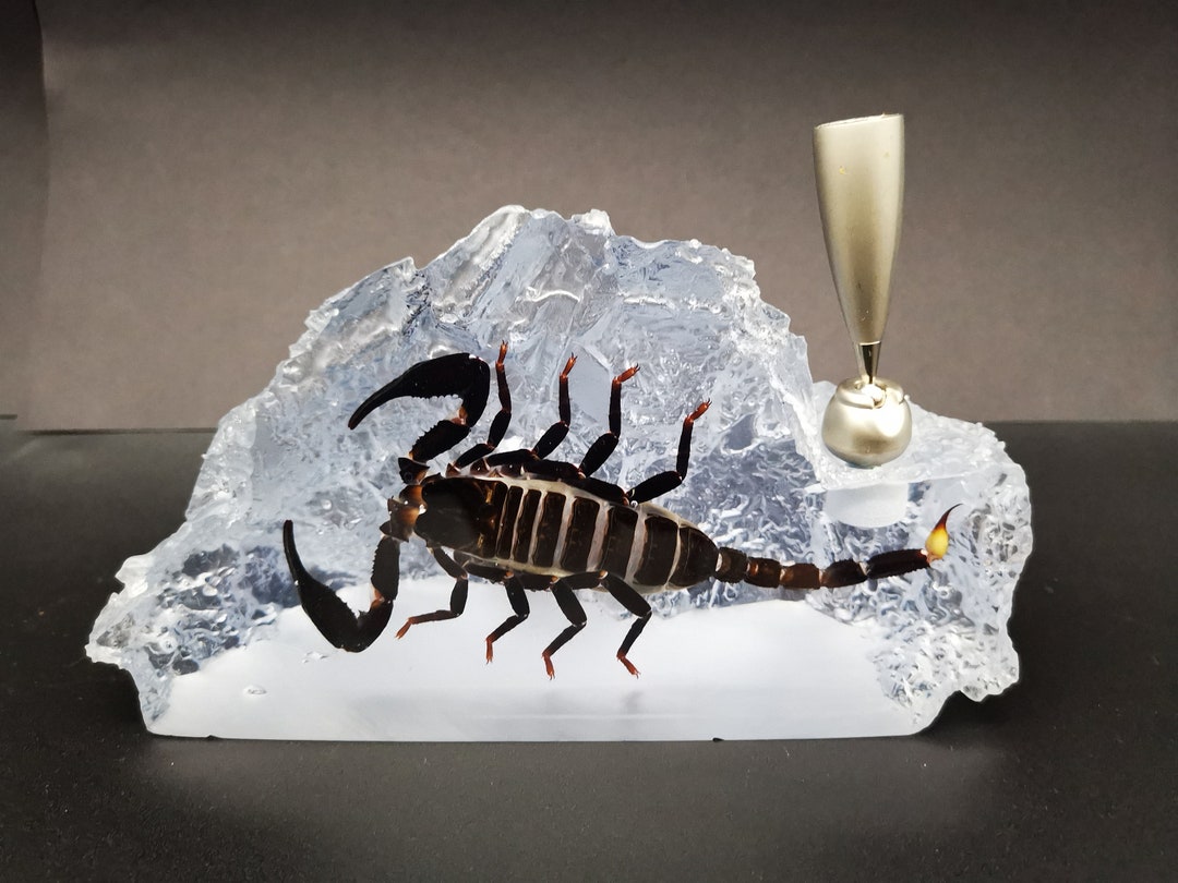 Real Scorpion in Resin Paperweight - Etsy