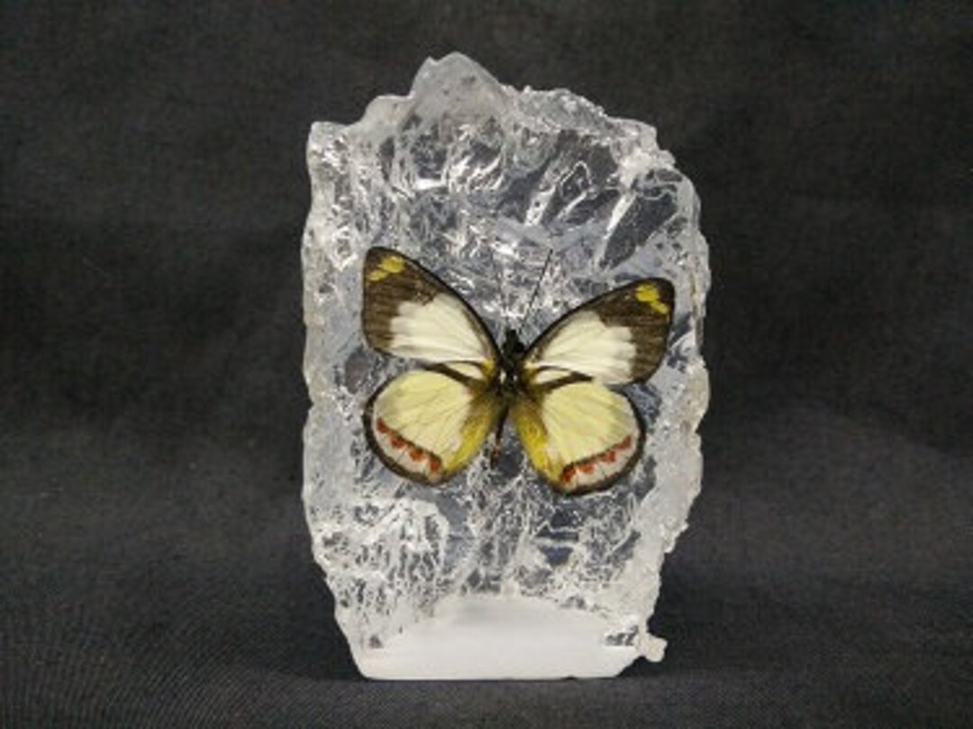 Vrai papillon dans la résine Paperweight Delias - Etsy France
