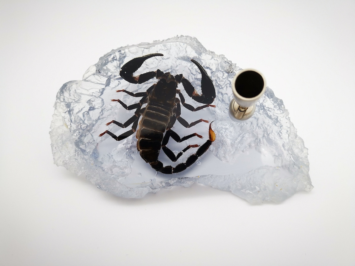 Real Scorpion in Resin Paperweight - Etsy