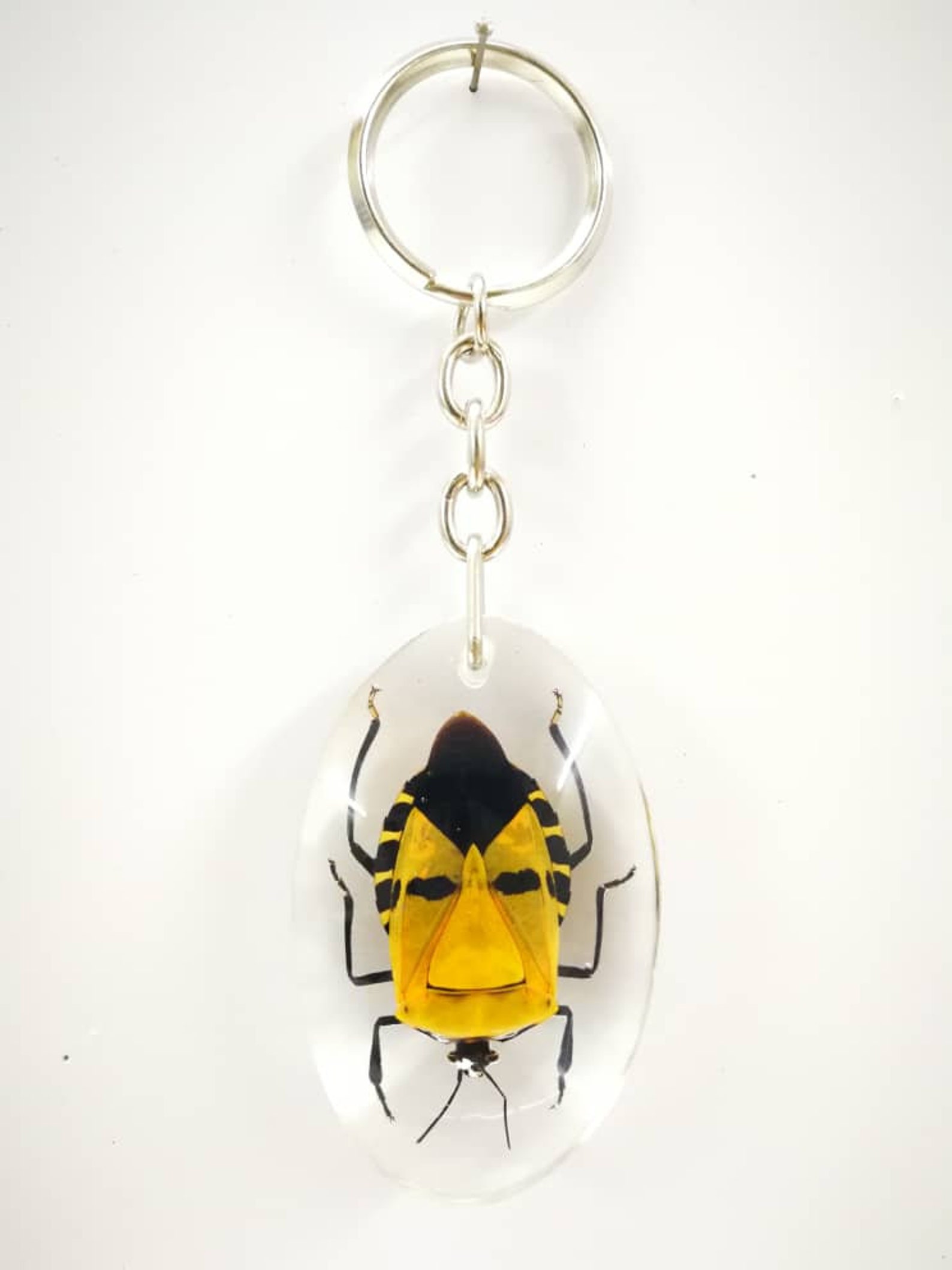 Real Beetle Key Chain (human Face Bug) - Etsy