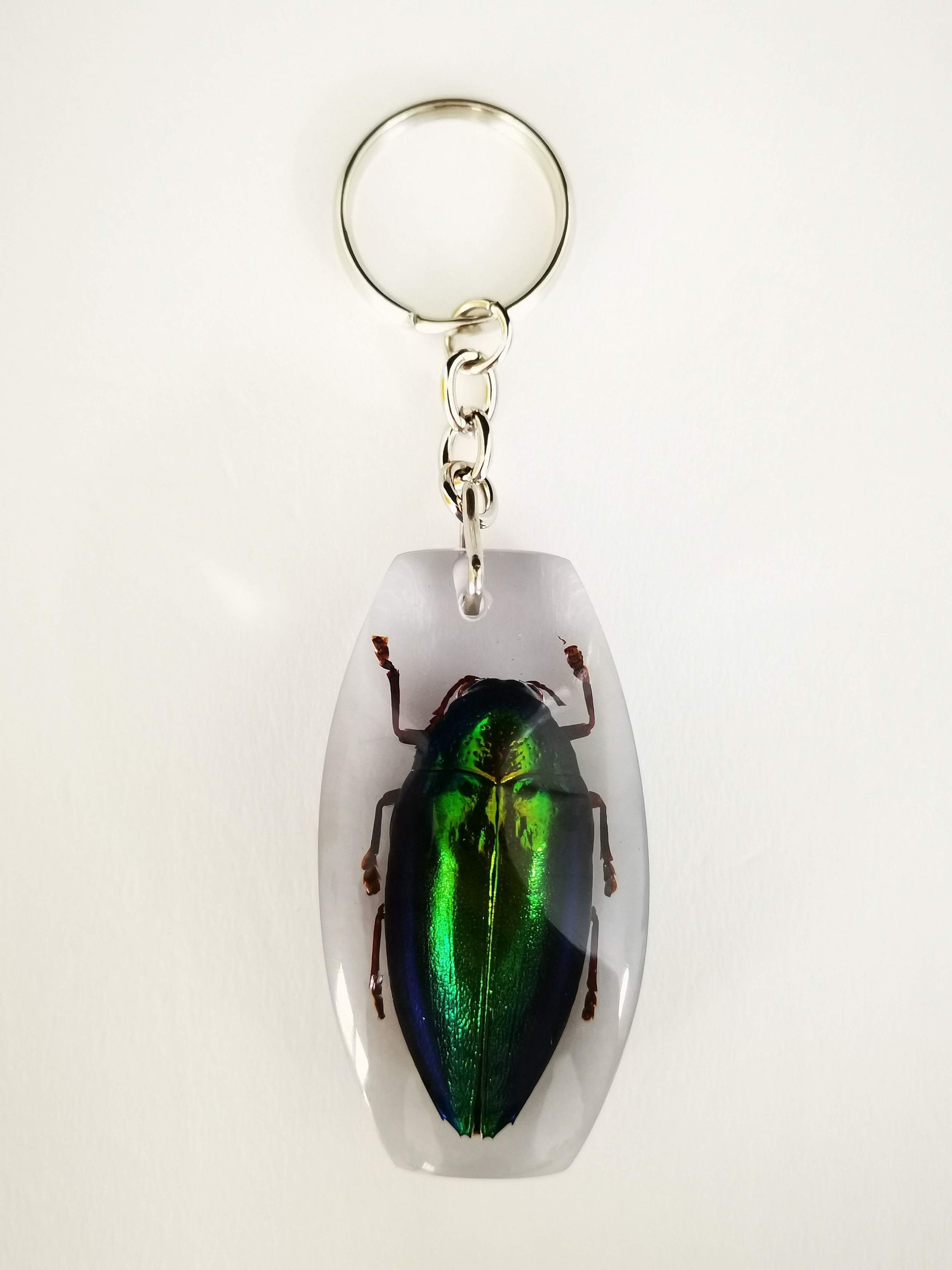 Real Beetle Key Chain Thai Round Buquetii - Etsy New Zealand