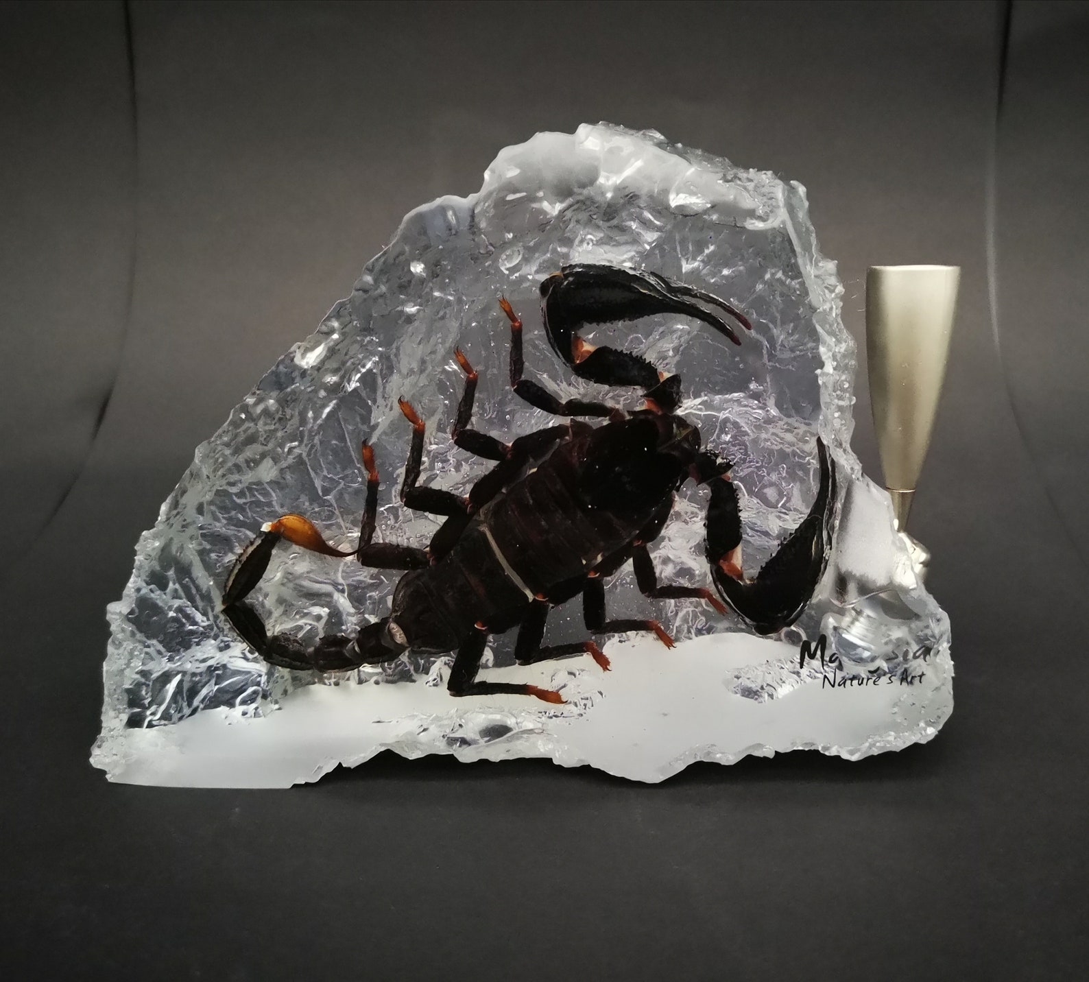 Real Scorpion in Resin Paperweight - Etsy