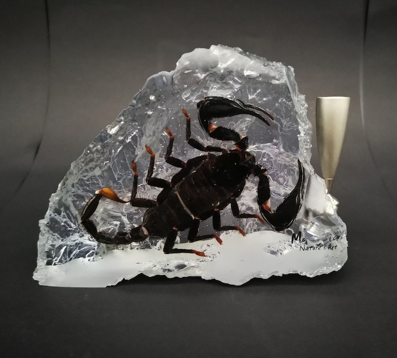 Real Scorpion in Resin Paperweight - Etsy
