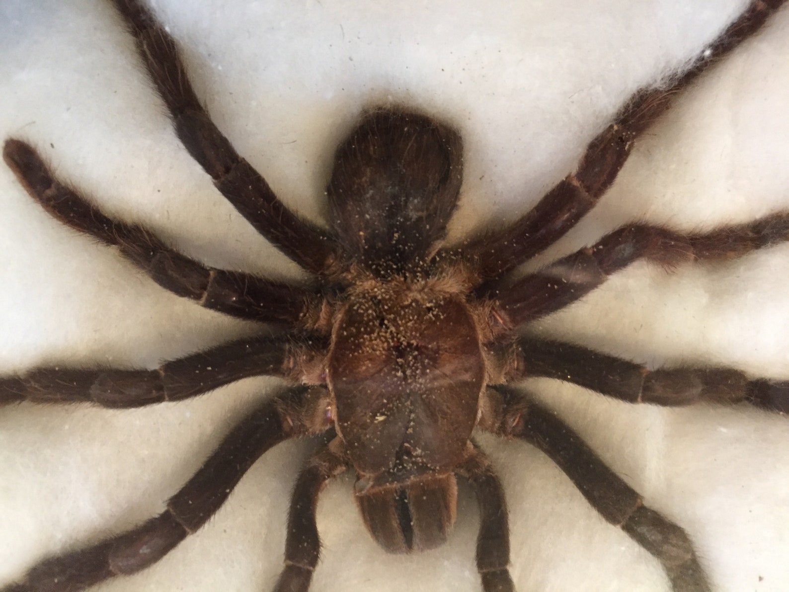 Real Vintage Tarantula Taxidermy Display Spider Shadow Box Etsy