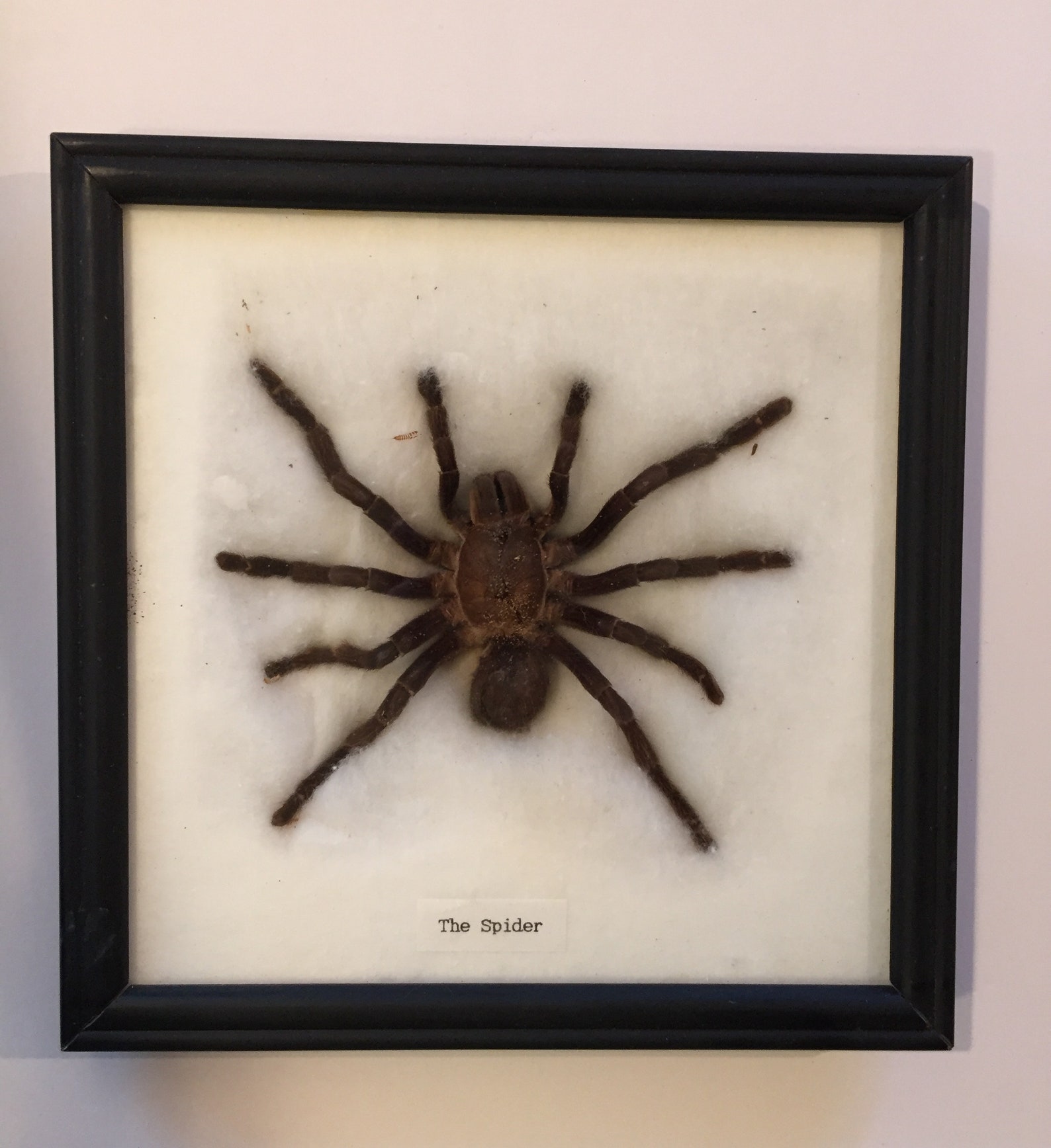 Real Vintage Tarantula Taxidermy Display Spider Shadow Box Etsy