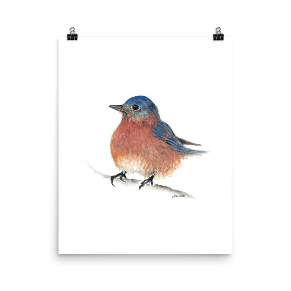 Bluebird Print Bluebird Art Print Painting of Bluebird - Etsy