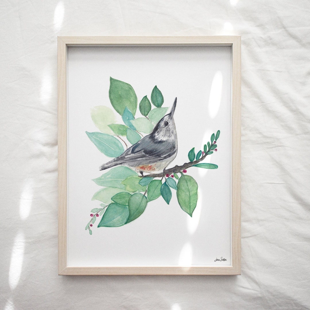 White-breasted Nuthatch Art Print | Watercolor Nuthatch Bird Painting ...