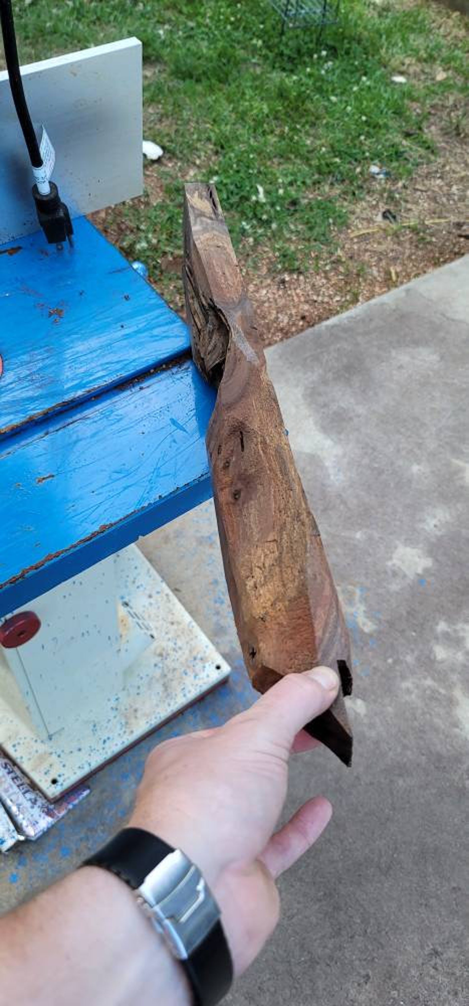 Beautiful Black Walnut Root Burl Slices. Check Pics for Sizes. I ...