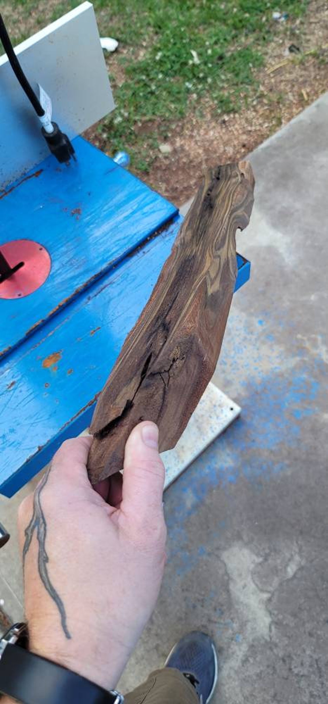Beautiful Black Walnut Root Burl Slices. Check Pics for Sizes. I ...