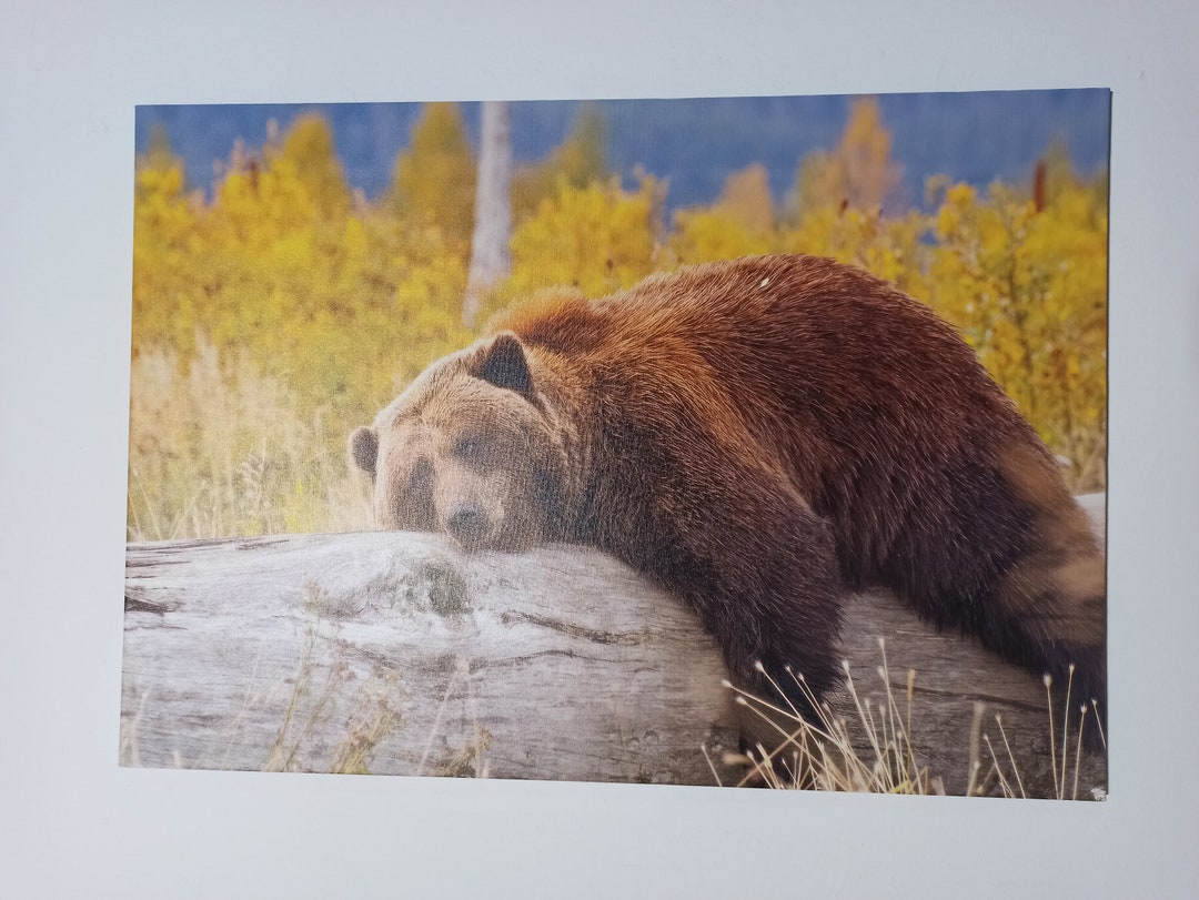 Sleeping Bear Print, Cute Bear Wall Art, Animal Wall Decor, Landscape ...