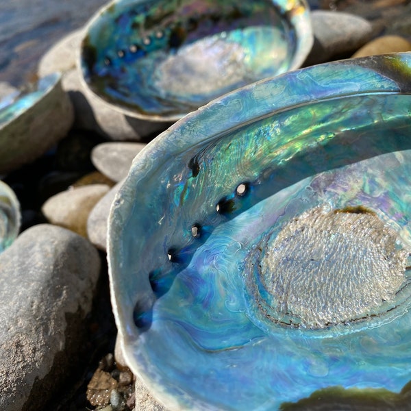 Abalone Shell (Just for you!) - Etsy
