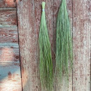 Fresh Cut Sweetgrass Bundle - Etsy