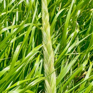 Premium Sweetgrass Braid - Recent Harvest Sweet Grass Incense - Thick ...