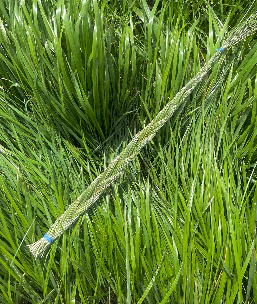 Sweetgrass Braid Recent Harvest Sweet Grass Incense Authentic ...
