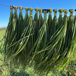 Premium Sweetgrass Braid - Recent Harvest Sweet Grass Incense - Thick ...