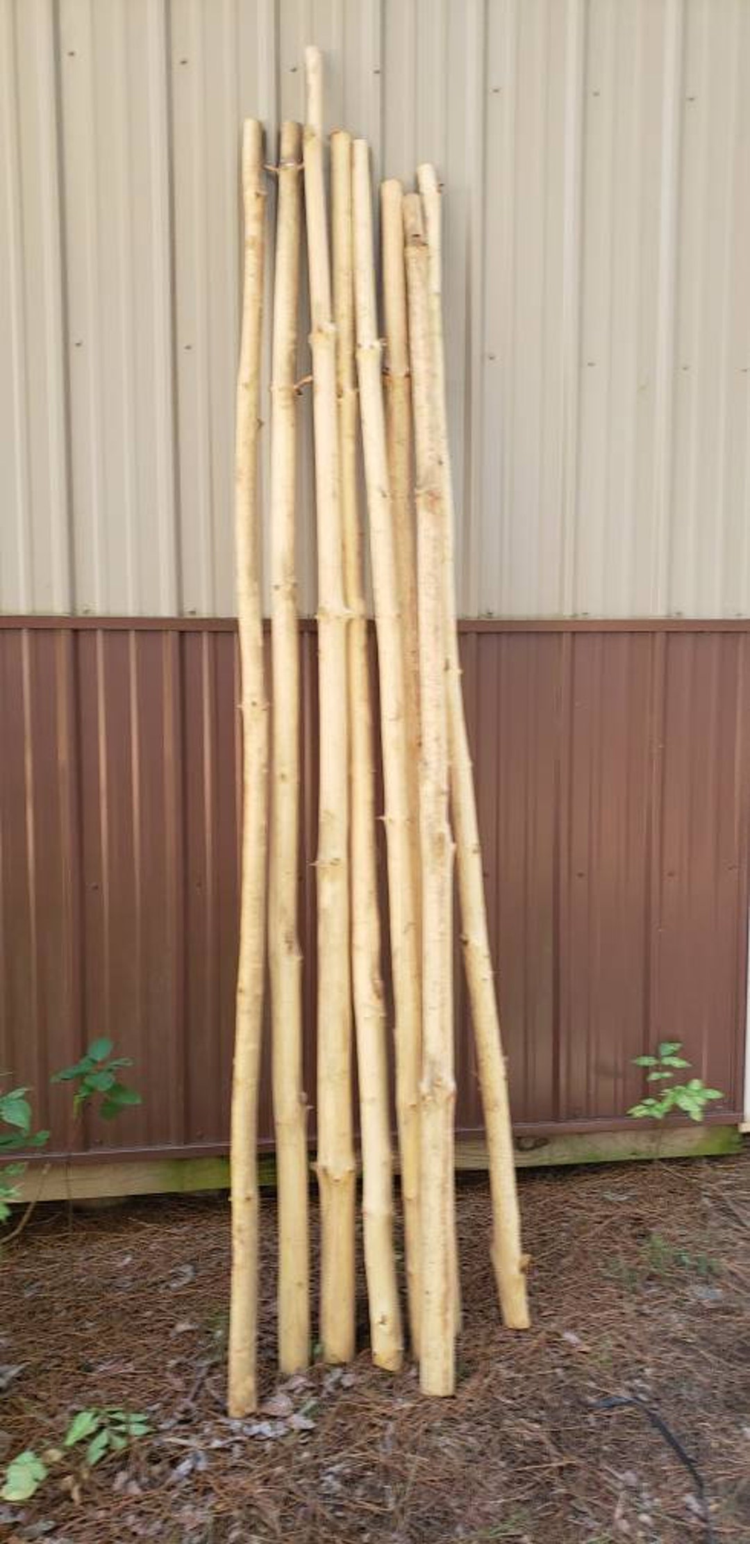 Pine Logs for Projects. Crafts and Log Furniture - Etsy