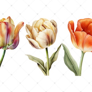 Tulip Clipart. Watercolor Clip Art Bundle. Tulip 6 PNG Files. Digital ...