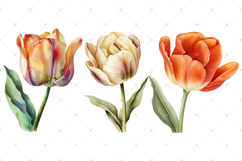 Tulip Clipart. Watercolor Clip Art Bundle. Tulip 6 PNG Files. Digital ...