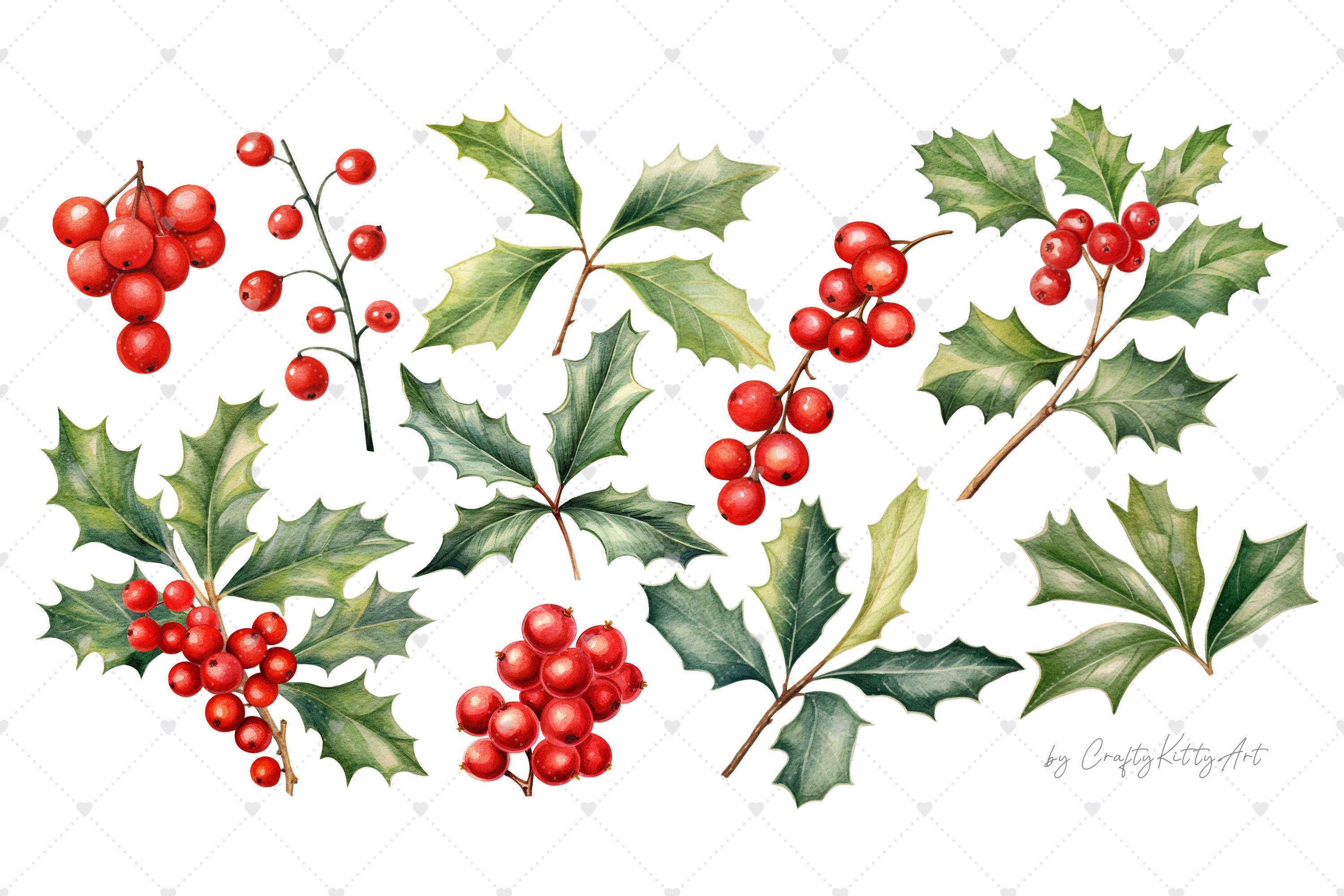 Holly Watercolor Clip Art. Christmas Holly Branch. Holly Leaves & Red ...