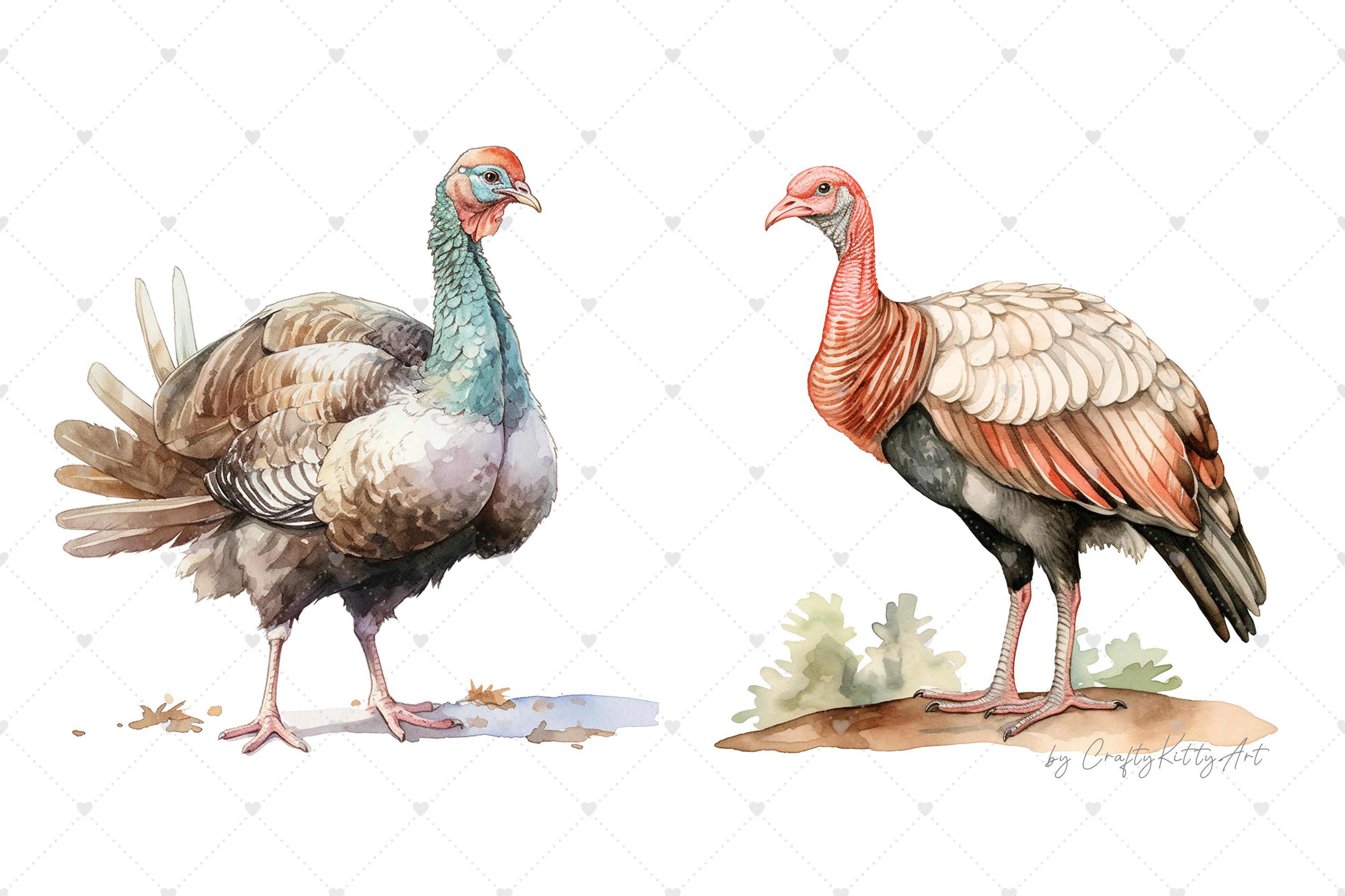 Turkey Clipart. Thanksgiving Turkey. Watercolor Clip Art Bundle ...