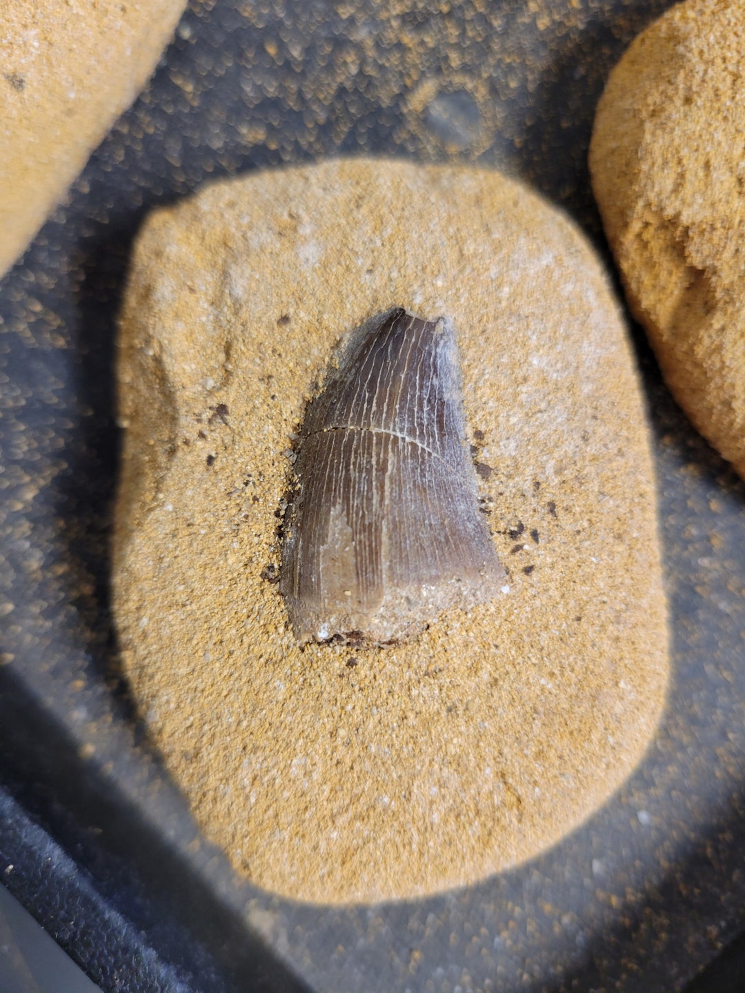 Real Mosasaur Tooth in Petrified Sand. Cretaceous Reptile Tooth, 112 to ...