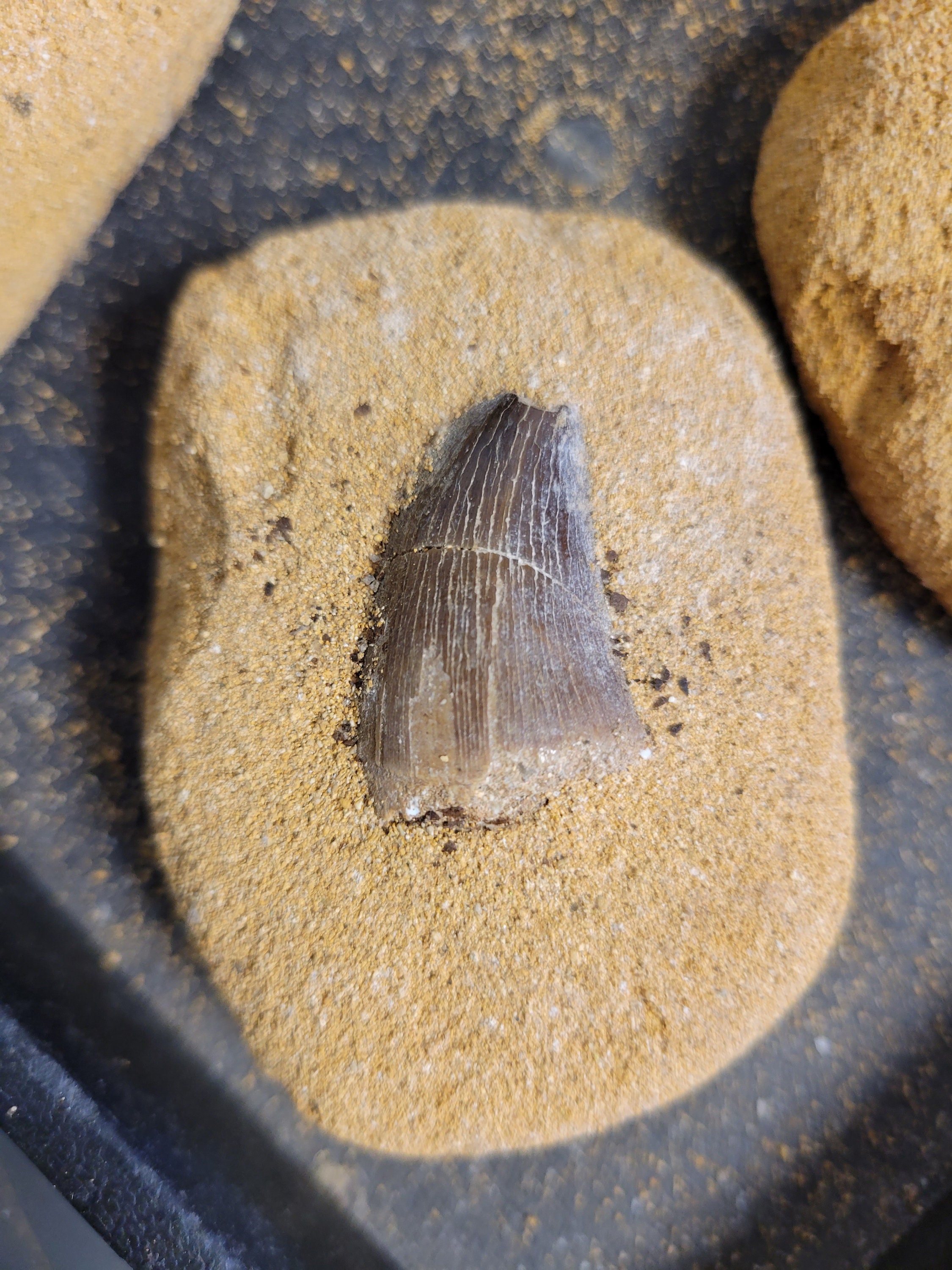 Real Mosasaur Tooth in Petrified Sand. Cretaceous Reptile Tooth, 112 to ...