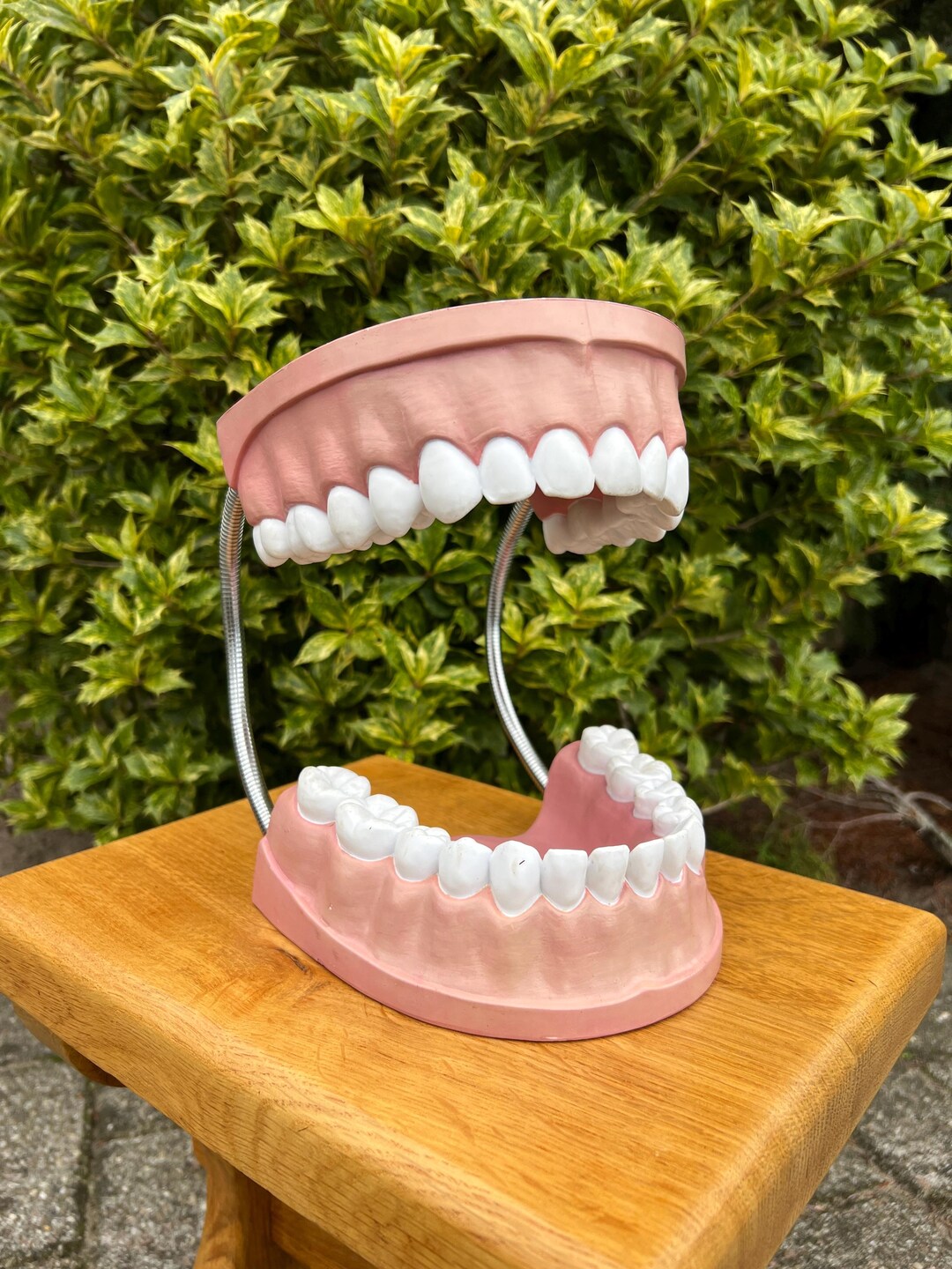 Vintage 1960s Orthodontist Dental Teaching Model, Antique Articulating ...