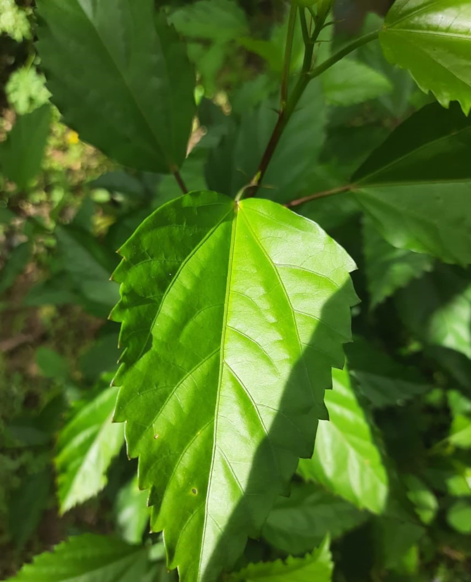 Dried HIBISCUS GUDHAL Leaveshibiscus Leaf Tea Organicherbs - Etsy