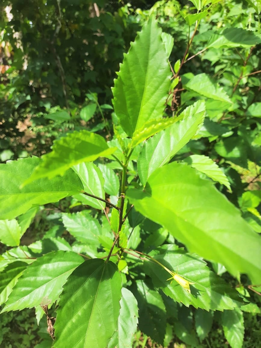 Dried HIBISCUS GUDHAL LeavesHibiscus leaf Tea OrganicHerbs | Etsy