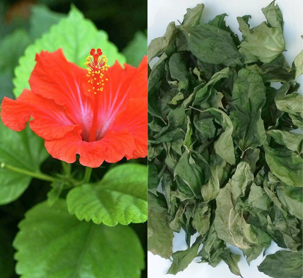 Dried HIBISCUS GUDHAL Leaves,hibiscus Leaf Tea, Organic,herbs Well ...