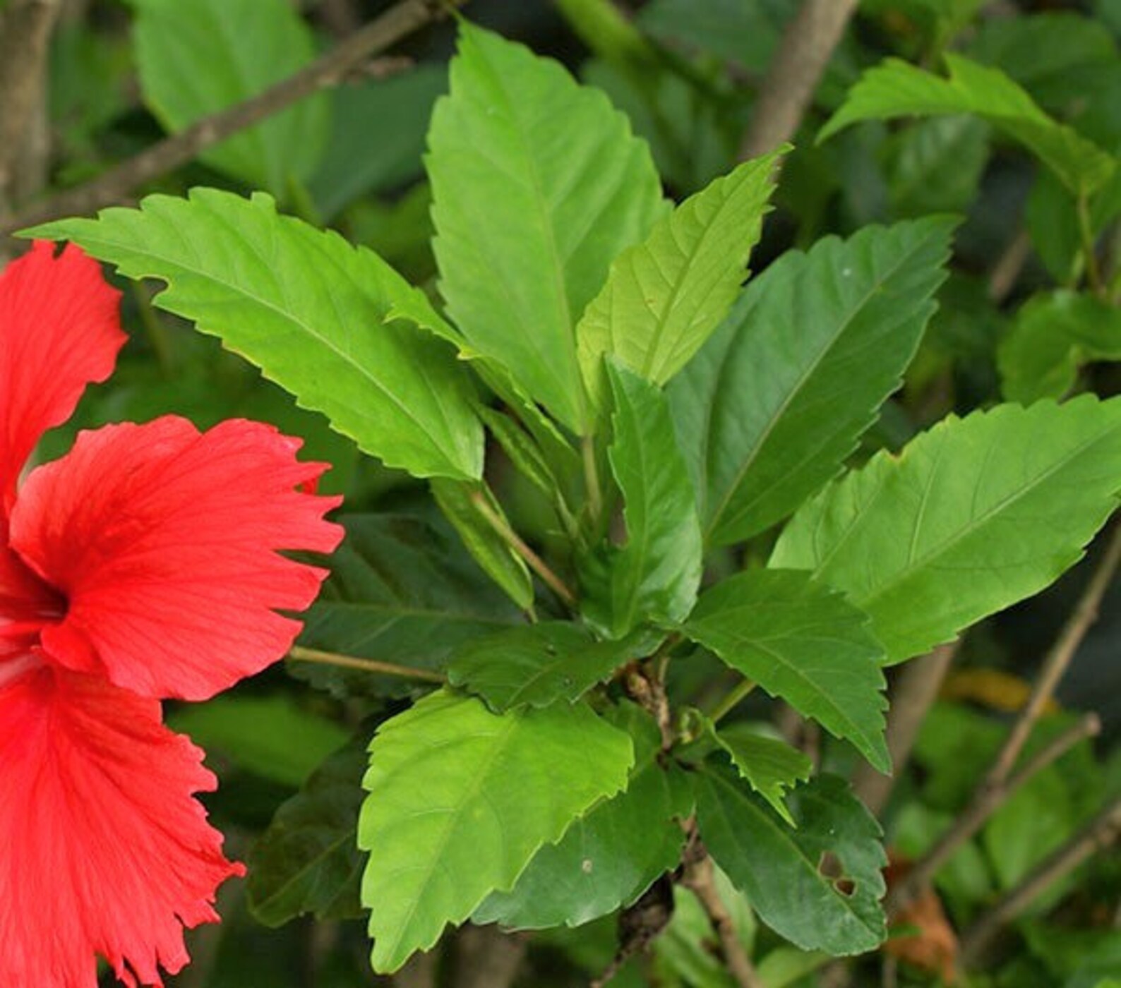 Dried HIBISCUS GUDHAL Leaves,hibiscus Leaf Tea, Organic,herbs Well ...