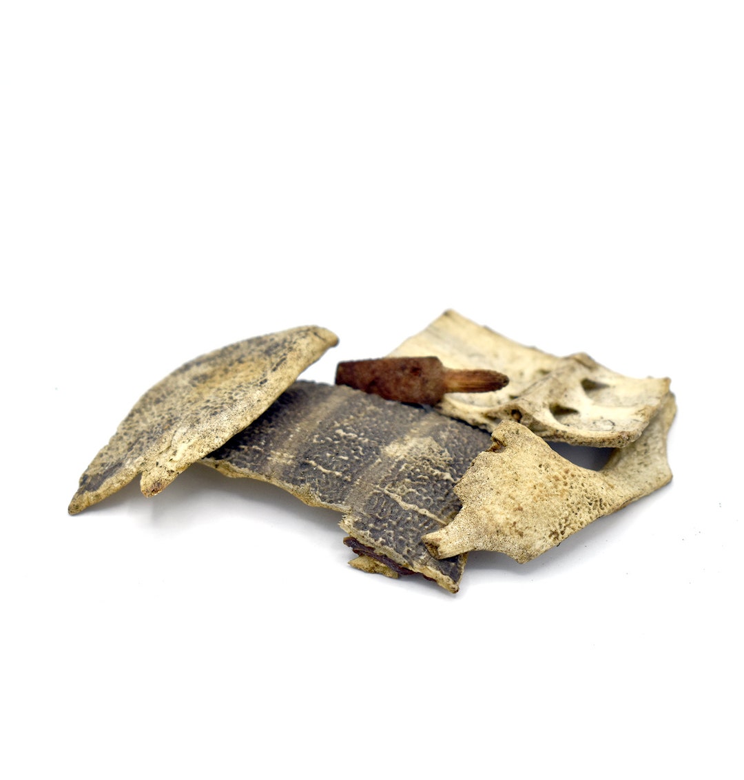 Bie-jia-鳖甲-tortoise-shell-dorsal-side Mini Bag 10g FUHENG福恒 Since 1905 ...