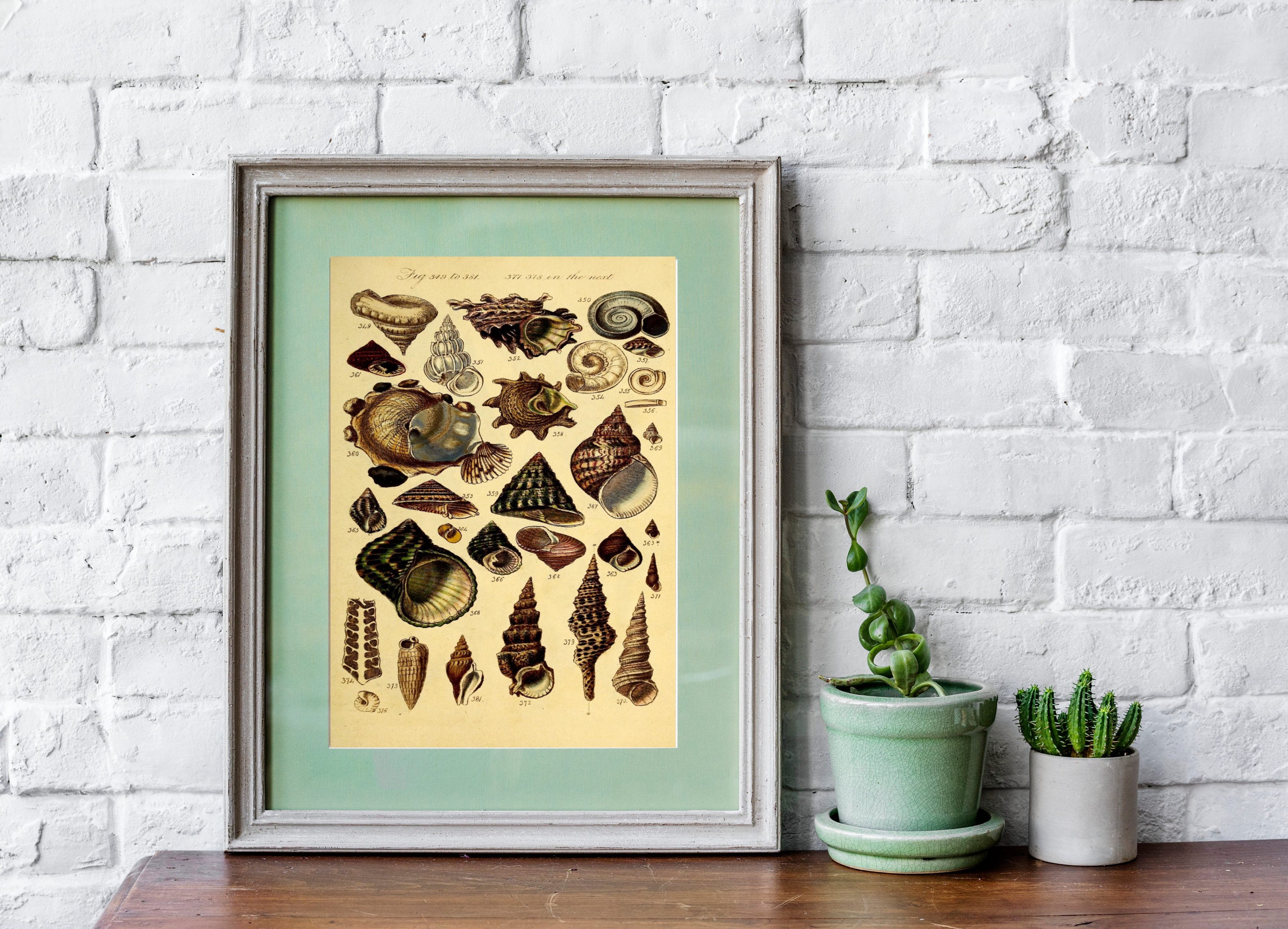 Seashell Vintage Art Antique Marine Life Poster Print | Etsy