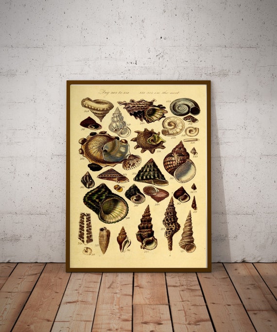 Seashell Vintage Art Antique Marine Life Poster Print | Etsy