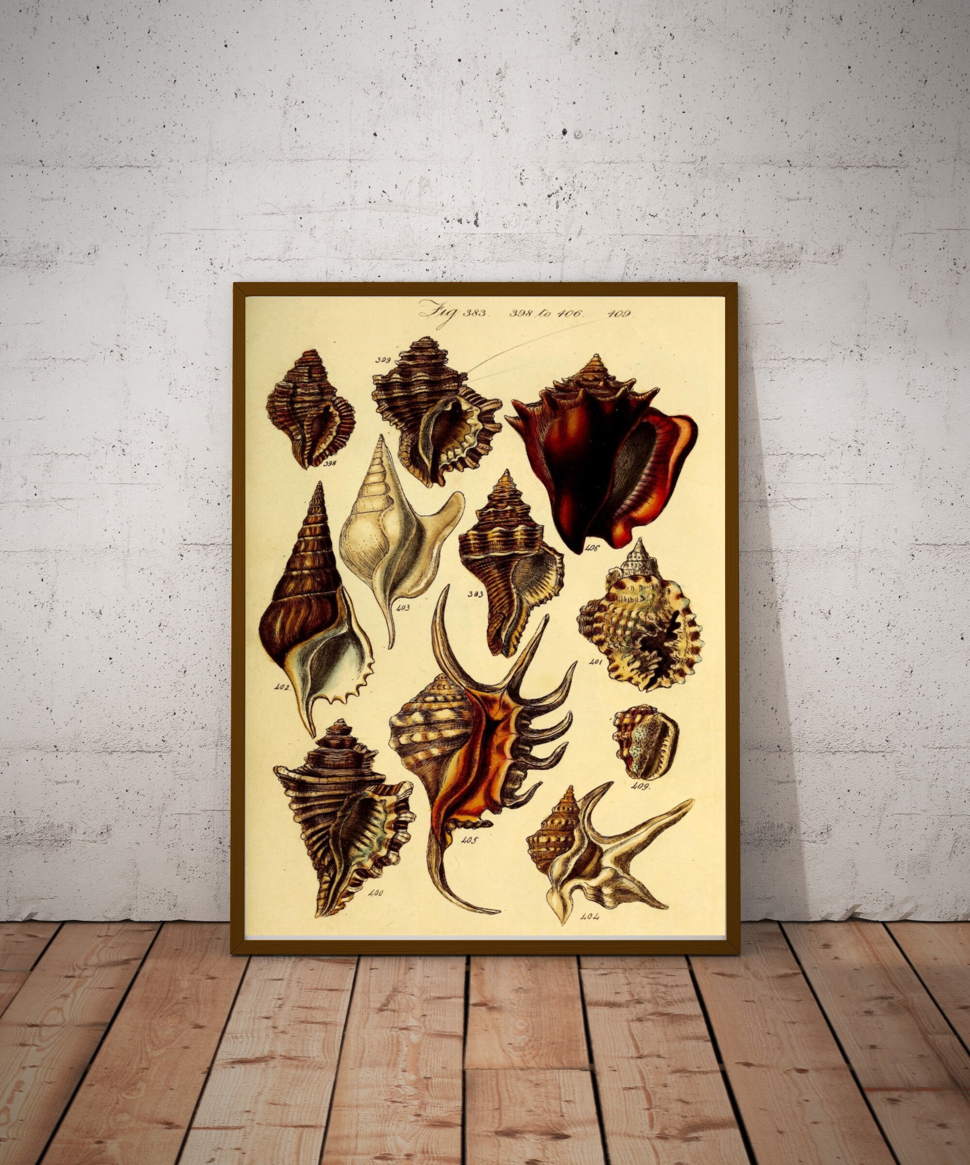 Seashell Vintage Art Antique Marine Life Poster Print | Etsy