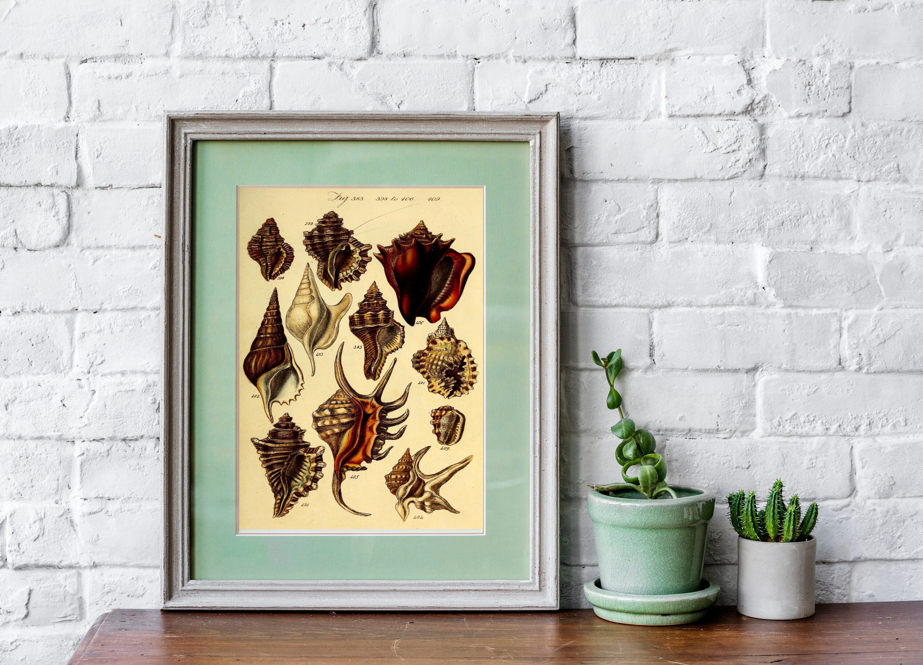 Seashell Vintage Art Antique Marine Life Poster Print | Etsy