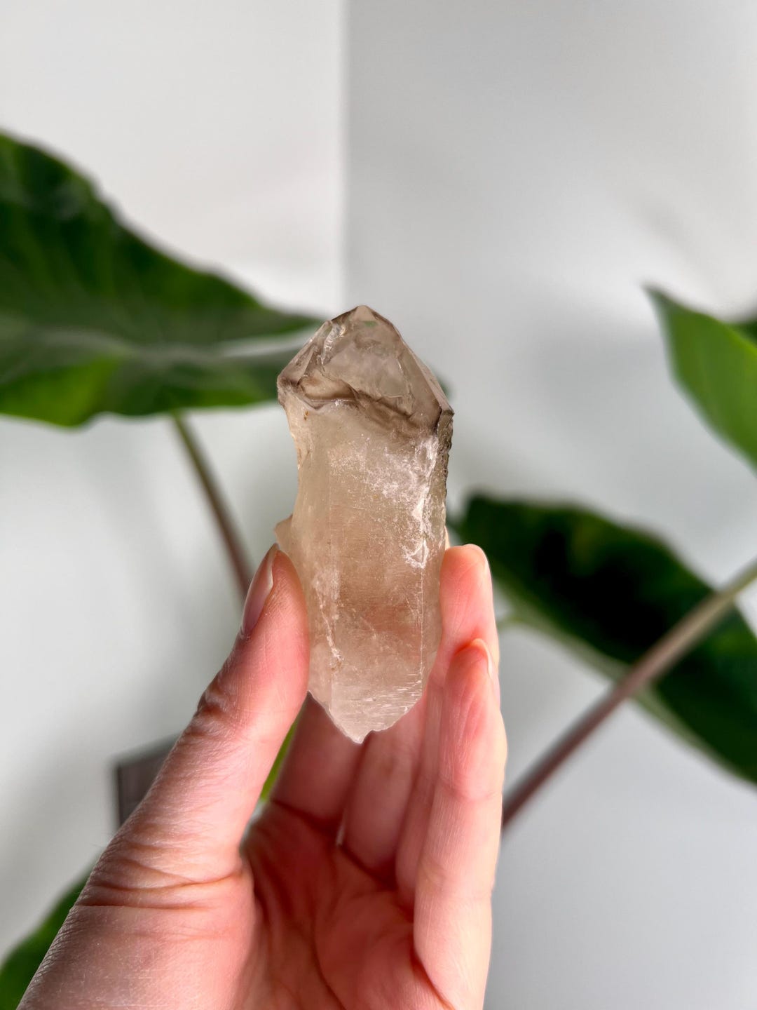 Grade AA Natural Adaptogenic BG3 Citrine Scepter Specimen - With Smoky ...