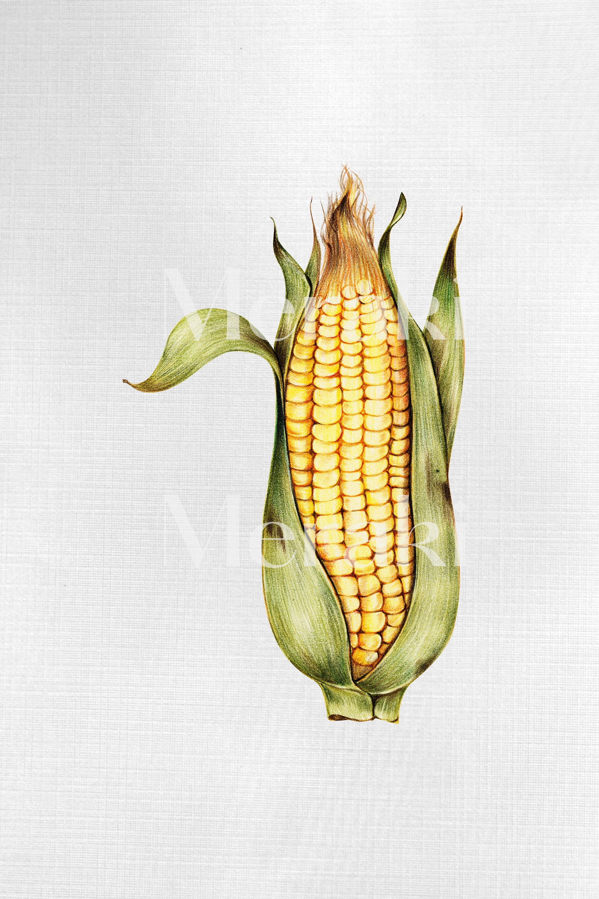 Sweet Corn Drawing
