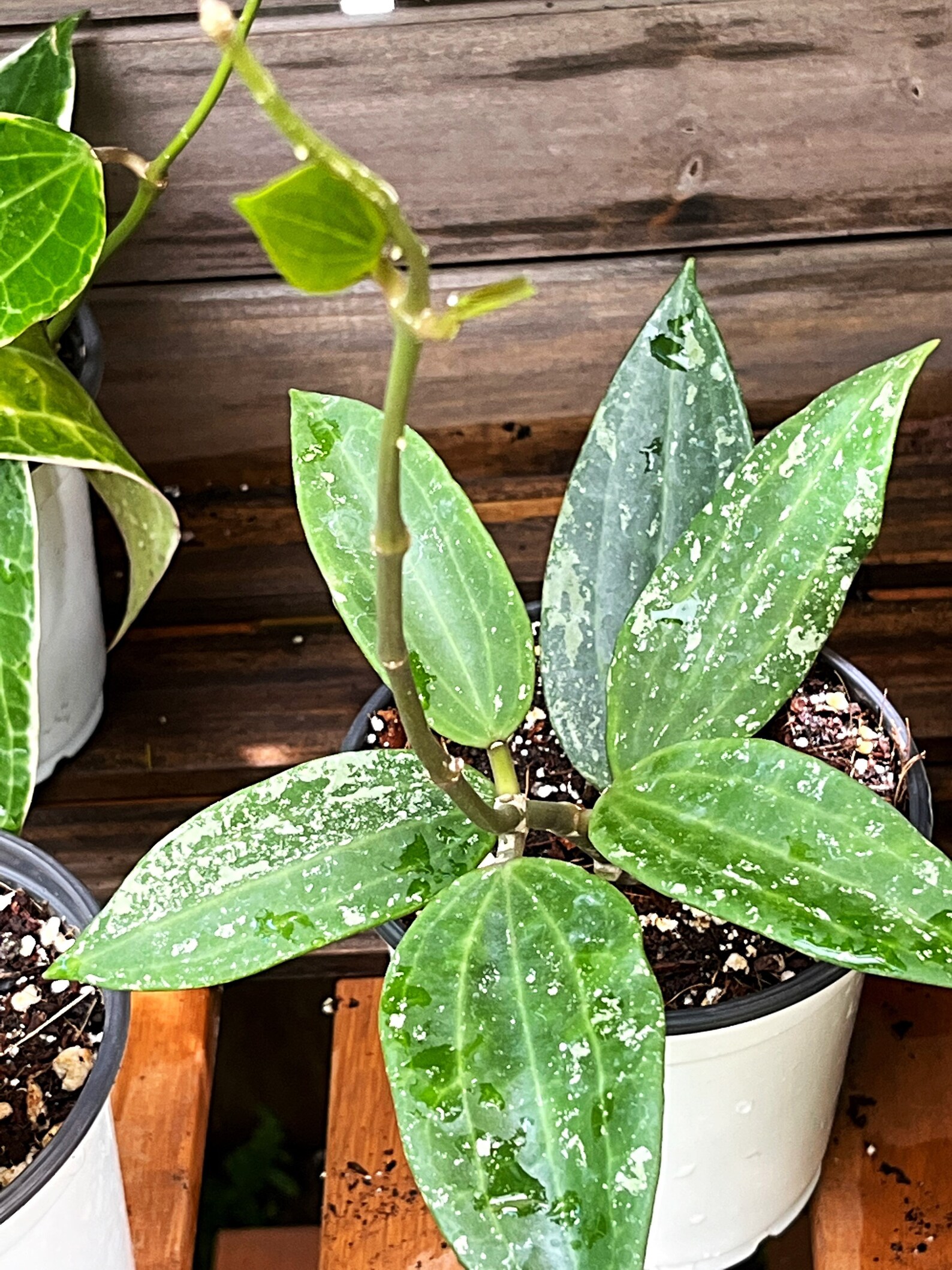 Hoya Rangsan Splash RARE Hoya Wax Plant Beautiful Scented - Etsy