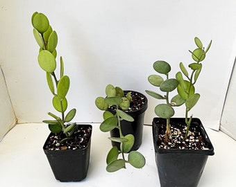 String of Coins Plant | Etsy