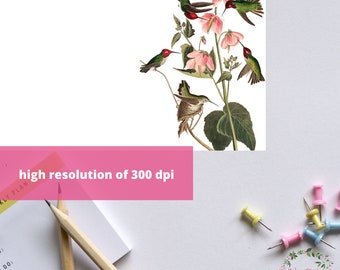 Hummingbirds Writing Paper Printable Stationary Lined and Blank Letter ...