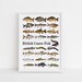 British Coarse Fish, 25 Species, Quality Large A3 Giclee Print, Poster ...