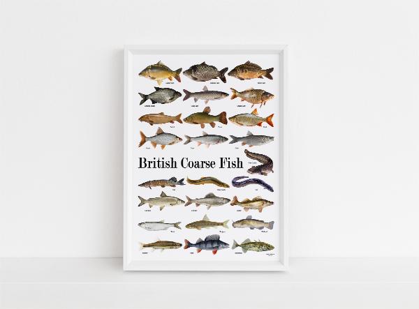 British Coarse Fish, 25 Species, Quality Large A3 Giclee Print, Poster ...