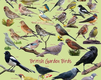 British Garden Birds, 55 Species, Quality Large A3 Giclee Print, Poster ...