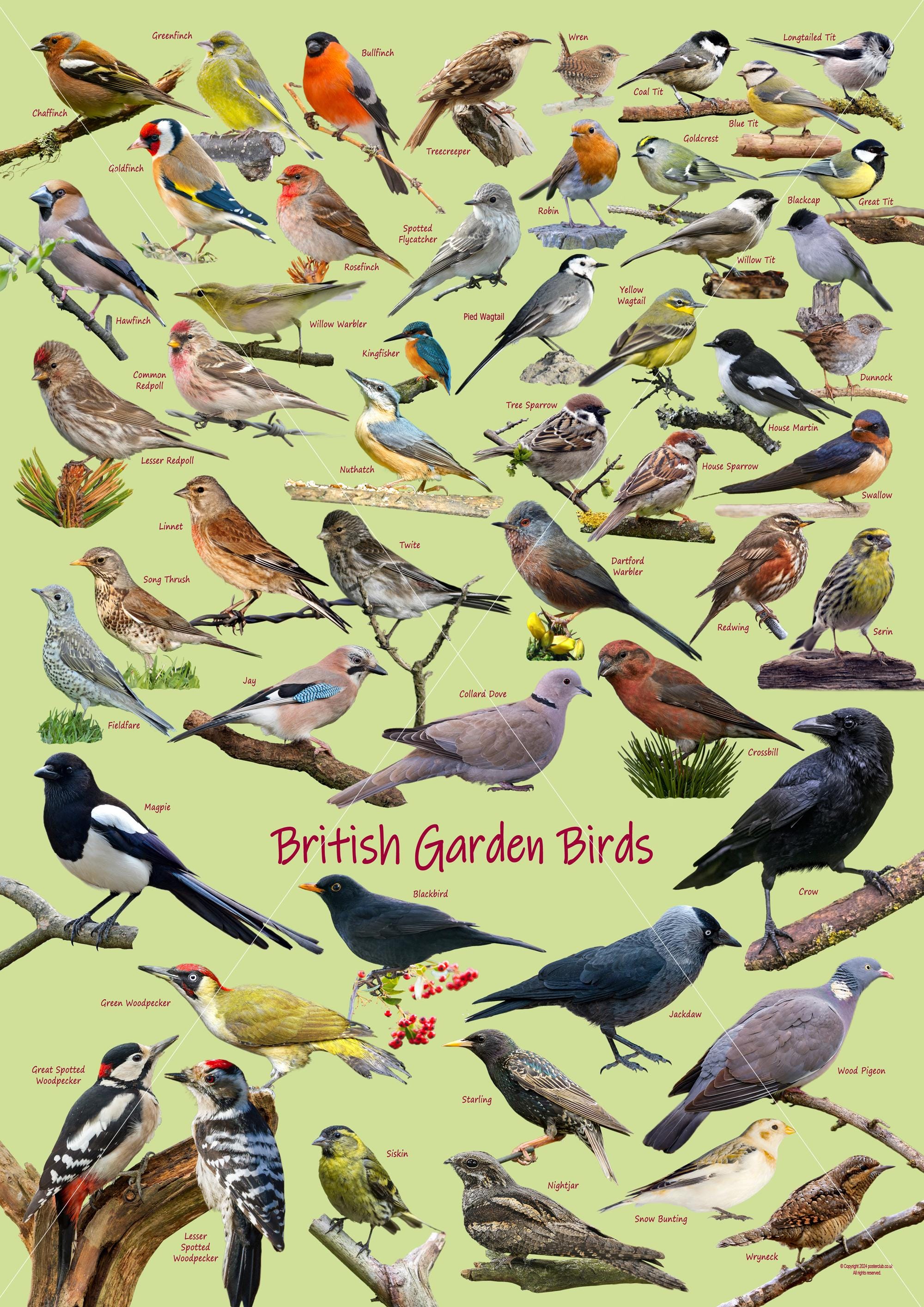 British Garden Birds, 55 Species, Quality Large A3 Giclee Print, Poster ...