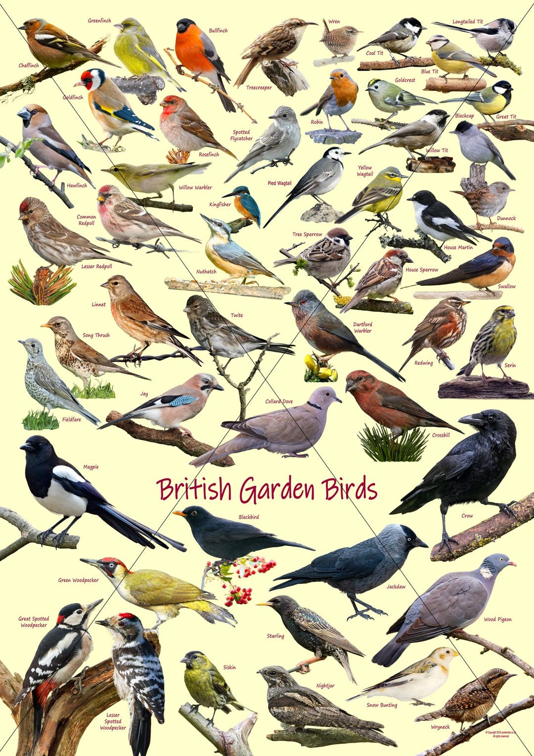 British Garden Birds, 55 Species, Quality Large A3 Giclee Print, Poster ...